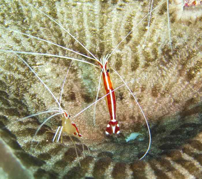 How to Build a "Finding Nemo" or "Finding Dory" Fish Tank - HubPages