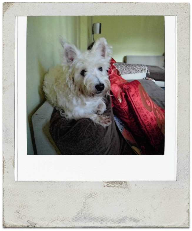 Helping an Insecure Dog Confidently Adjust to His Environment - HubPages