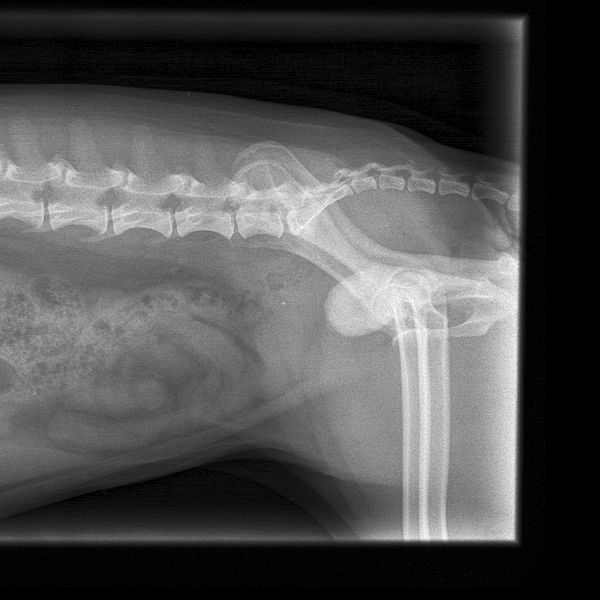Does Your Dog Have Bladder Stones? An Interview With a Veterinarian ...