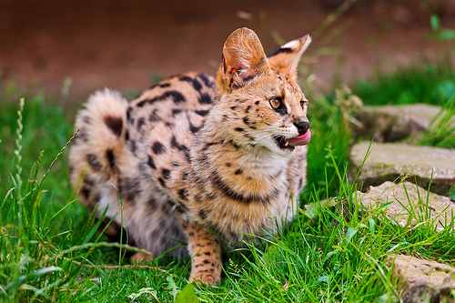 The 12 Coolest Exotic Pets That You Can't Own - HubPages