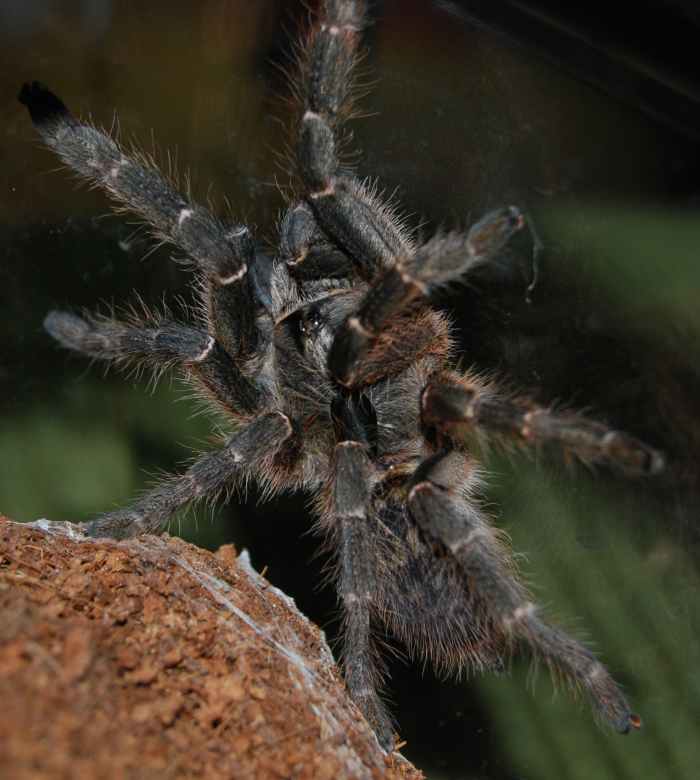 A Guide to Keeping Tarantulas by Experience Level - HubPages