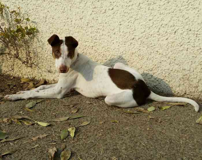 10 Reasons Why the Indian Pariah Dog Is the Best Companion for Seniors ...