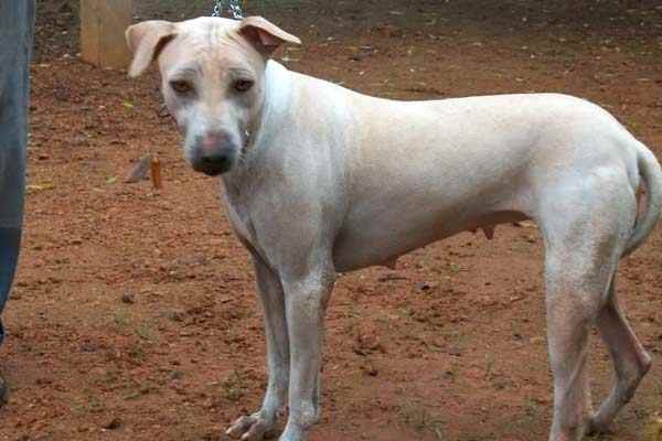 11 Indian Dog Breeds at Risk of Extinction - HubPages