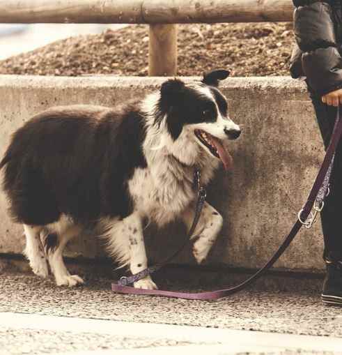 14 Causes of Limping in Dogs - HubPages