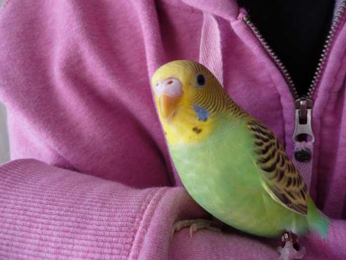 8 Pet Birds With Short Life Spans (Under 20 Years) - HubPages