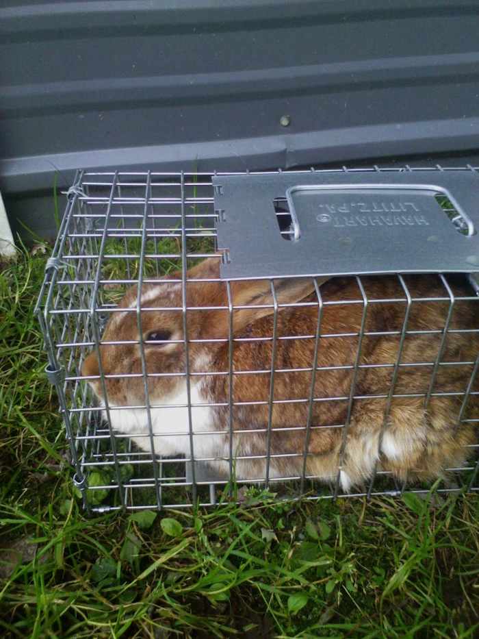 Free-Range Meat Rabbits - HubPages