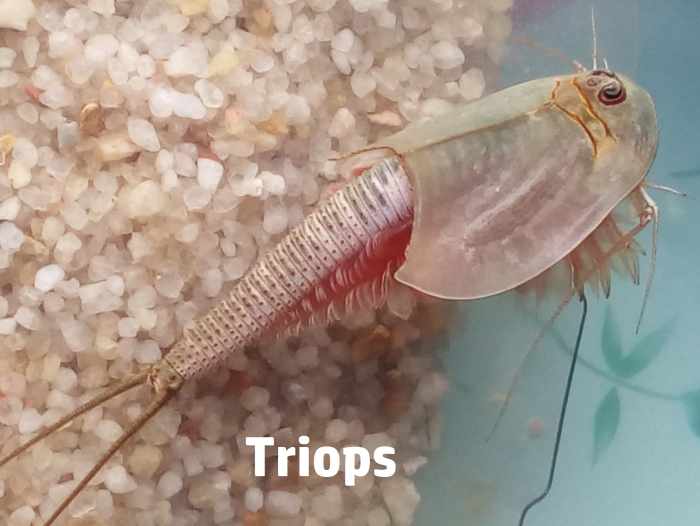 Triops as Pets: How to Raise, Feed, Breed, and Care for Them - HubPages
