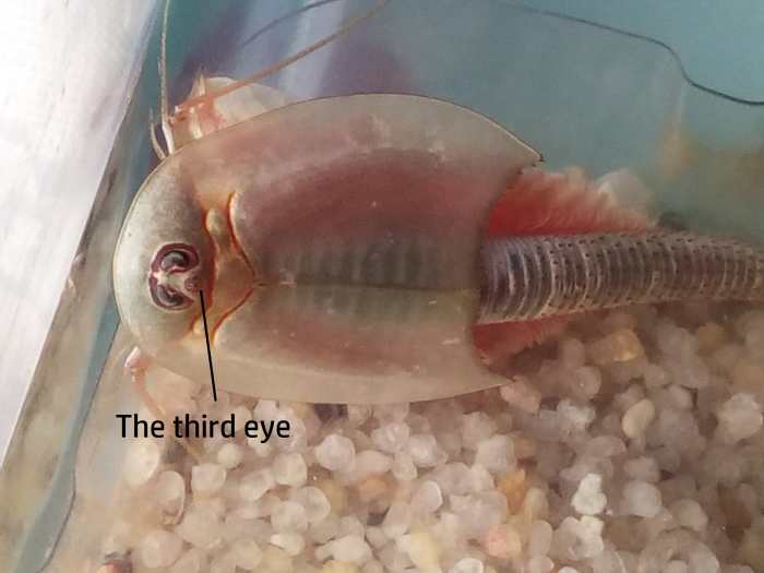 Triops as Pets: How to Raise, Feed, Breed, and Care for Them - HubPages