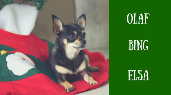 200+ Christmas and Winter Names for Dogs - HubPages