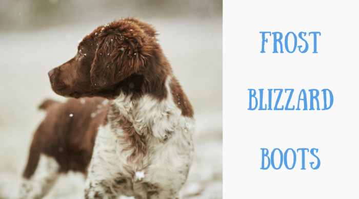 200+ Christmas and Winter Names for Dogs - HubPages
