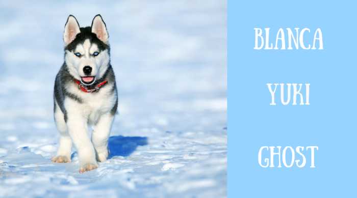 200+ Christmas and Winter Names for Dogs - HubPages