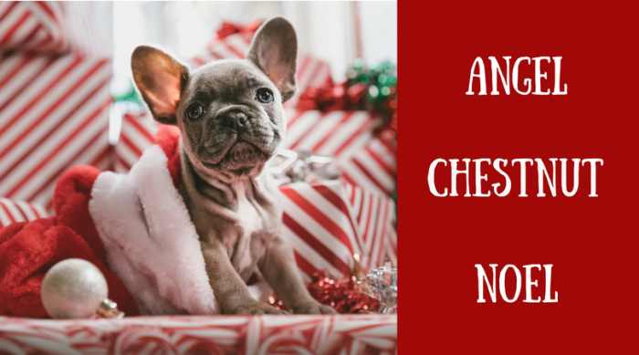 200+ Christmas and Winter Names for Dogs - HubPages