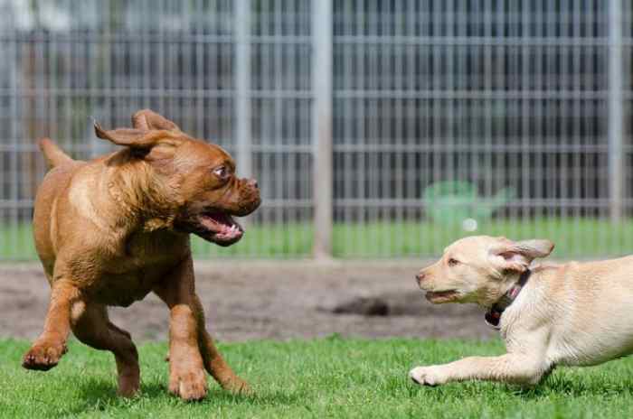 Signs of Healthy, Normal Play in Dogs - HubPages