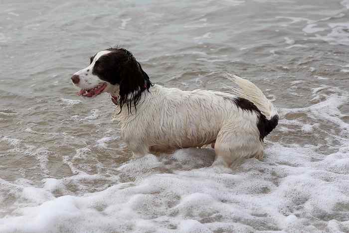 10 Ways to Keep Your Dog Cool in Summer - HubPages