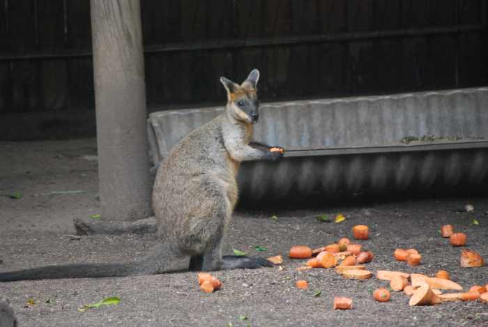 Pet Wallaby Care: A Comprehensive Care Guide for Beginners - HubPages