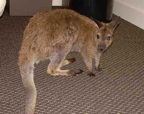 Pet Wallaby Care: A Comprehensive Care Guide for Beginners - HubPages