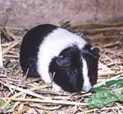 How to Choose and Care for Your Guinea Pig (Cavy) - HubPages