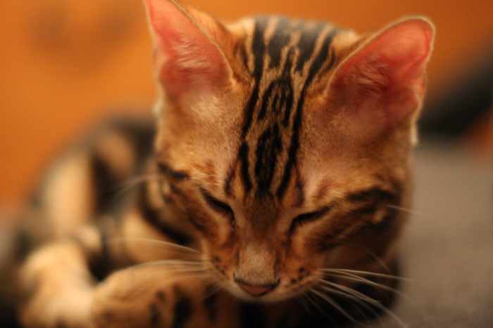 What Are Toygers? Domestic Tiger-Cats as House Pets - PetHelpful
