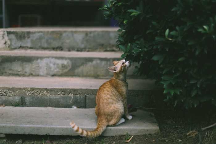 10 Helpful Tips for How to Find a Lost or Missing Cat - PetHelpful