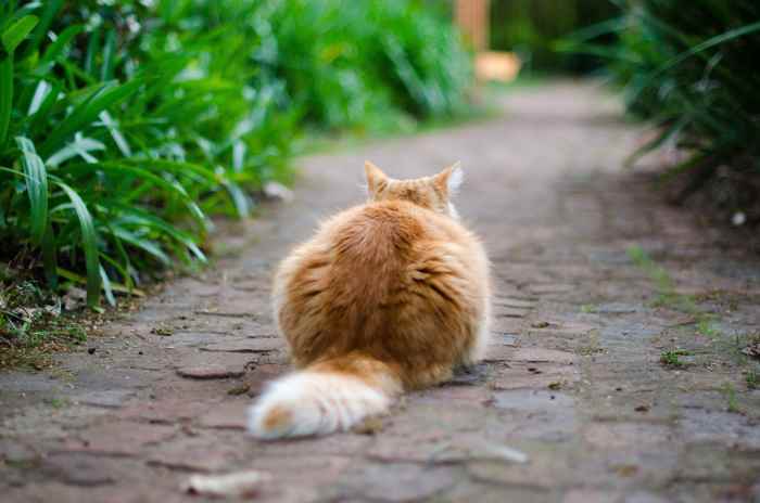 10 Helpful Tips for How to Find a Lost or Missing Cat - PetHelpful