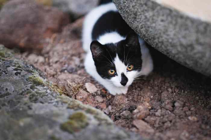 10 Helpful Tips for How to Find a Lost or Missing Cat - PetHelpful