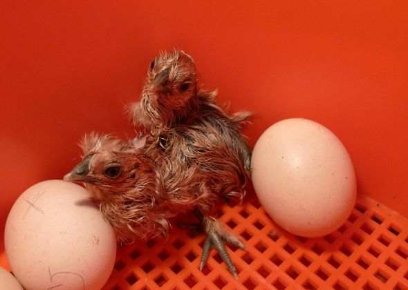 Silkie: A Comprehensive Guide to the Furry Chicken - HubPages