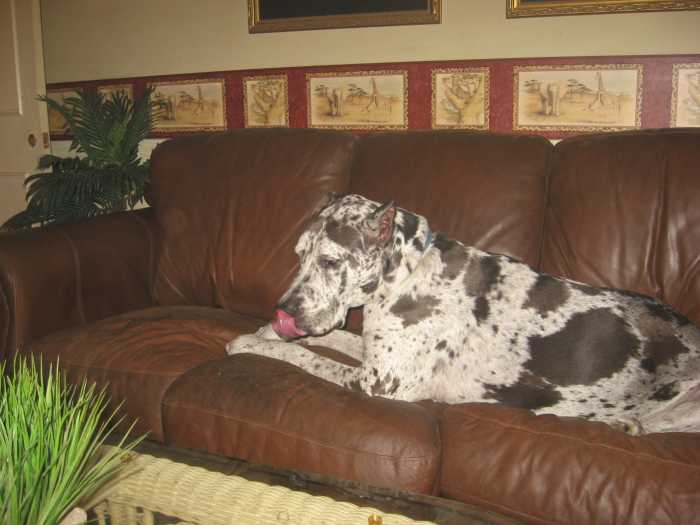 Dog Breeds - Designer Dogs I'd Like to See! - HubPages