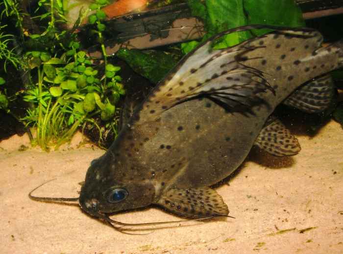 The Types of Synodontis Catfish: A Species Guide - PetHelpful