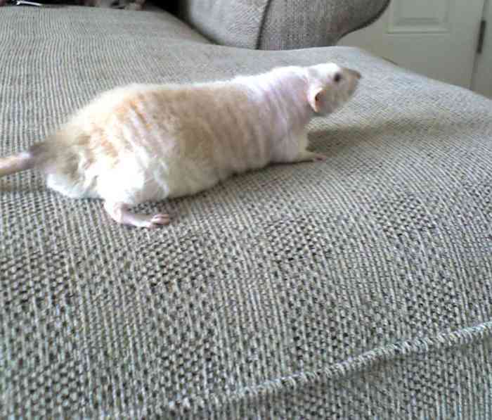 Rat Care for Beginners: How to Create the Perfect Rat Cage Setup ...