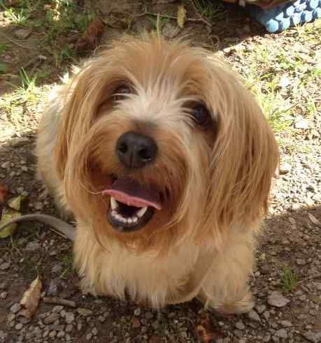Why My Giant Yorkie Is Better Than Your Teacup Yorkie - PetHelpful