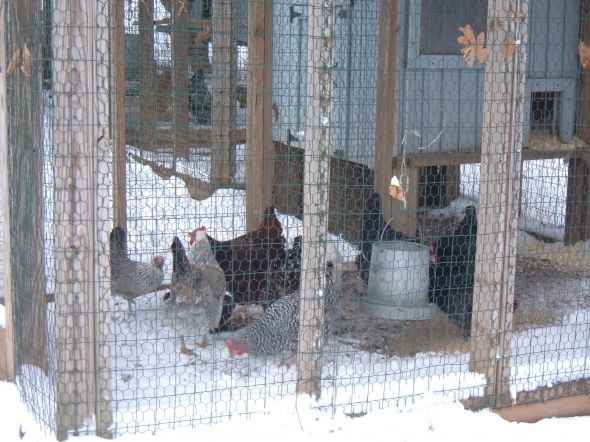 How to Care for Chickens in Cold Weather - HubPages