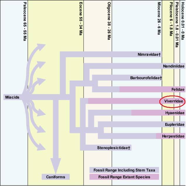 Caring for Spotted Genets as Pets - HubPages