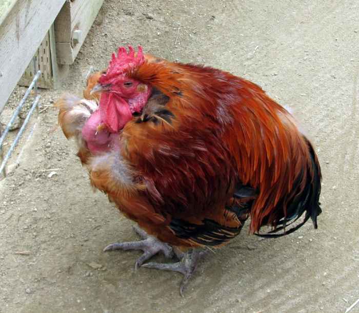 What Is a Turken (Turkin)? A Transylvanian Naked Neck Chicken - HubPages