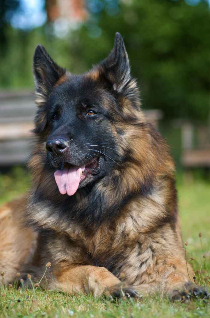 11 Ideas for Writing About Dogs - PetHelpful