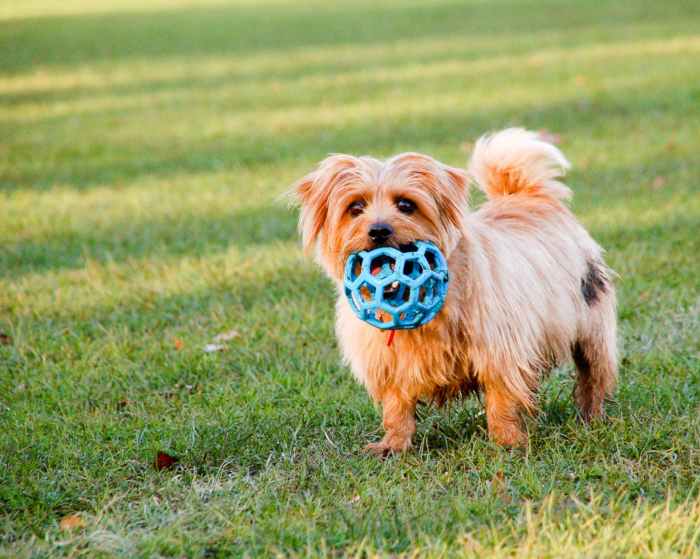 11 Ideas for Writing About Dogs - PetHelpful
