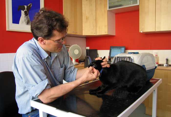 How to Treat Cat Abscesses at Home - HubPages