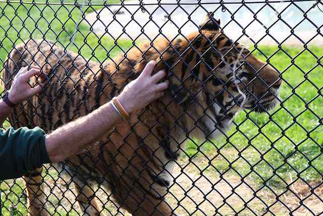 How to Care for a Pet Tiger - HubPages