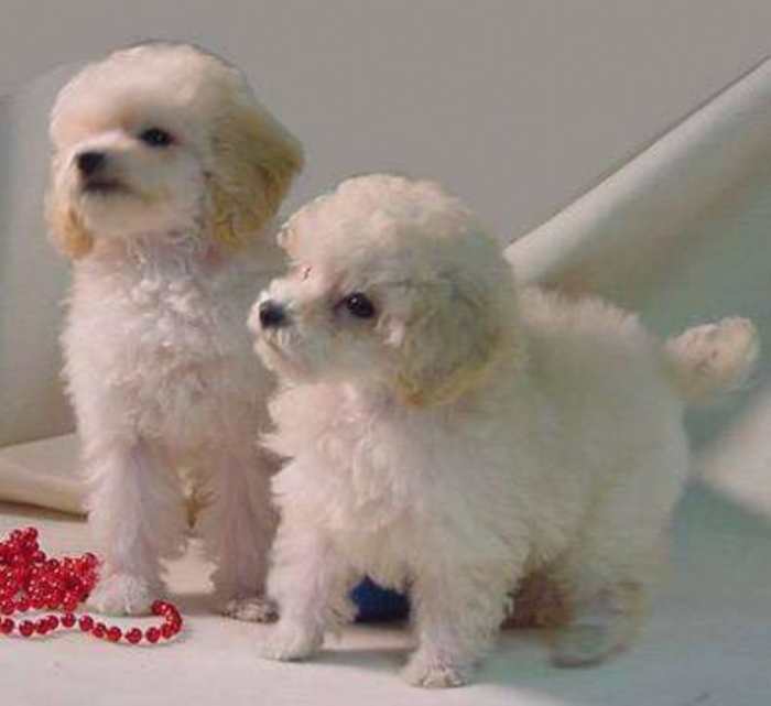 Common Dog Health Problems Caused by Selective Breeding - HubPages