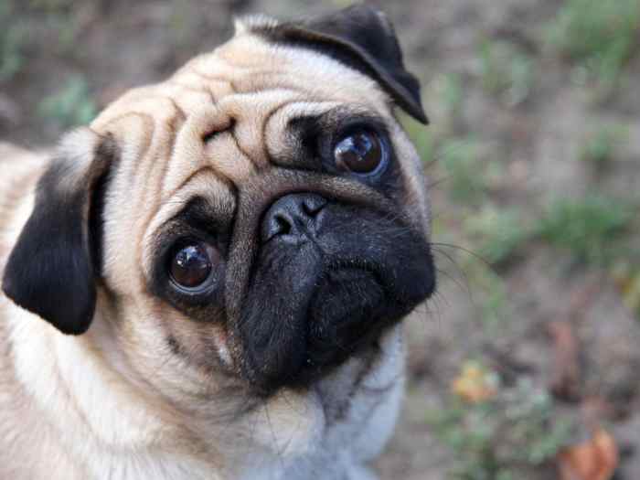 Common Dog Health Problems Caused by Selective Breeding - HubPages