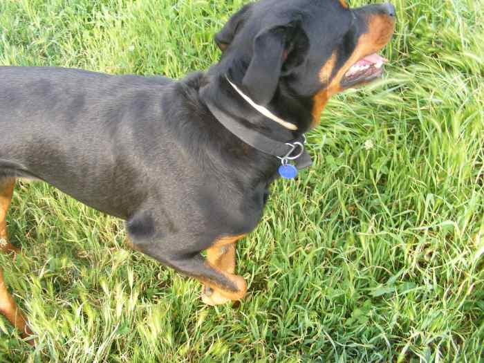 A Guide to 20 Calming Signals in Dogs - HubPages