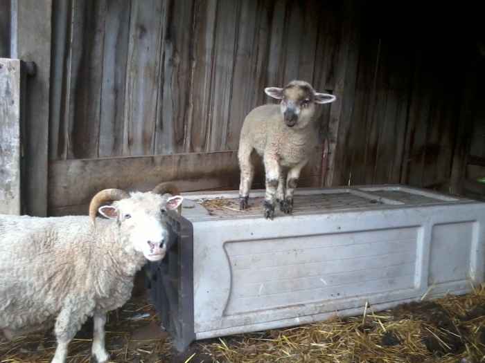 The Complete Guide to Caring for Sheep as Pets - HubPages