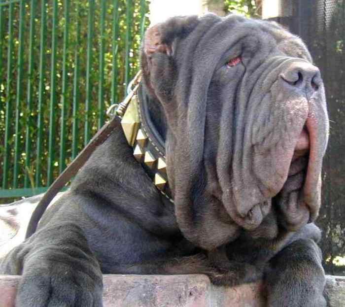 The Top 10 Ugliest Dog Breeds In The World PetHelpful