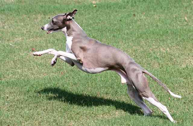 5 Skinny Dog Breeds You Will Want to Bring Home - PetHelpful
