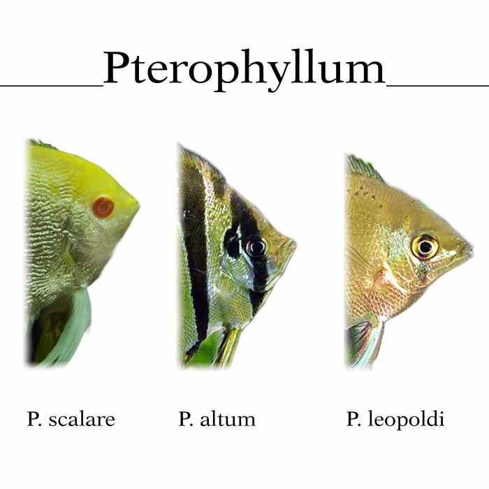 Selective Breeding and Genetics for Freshwater Angelfish - PetHelpful
