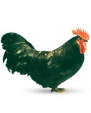 Top 12 Utterly Bizarre Chicken Breeds - PetHelpful
