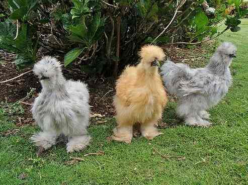 Top 12 Utterly Bizarre Chicken Breeds - PetHelpful