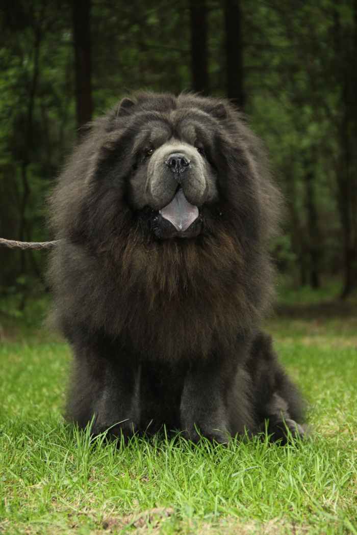 Dog Skin Disorders: Causes, Symptoms, Types, and Breeds Prone to Them ...