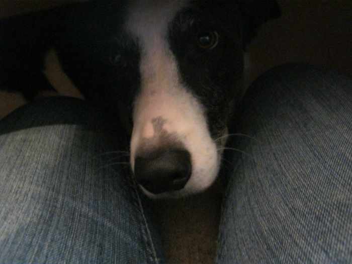 A Personal Introduction to the McNab Dog Breed (McNab Border Collie ...