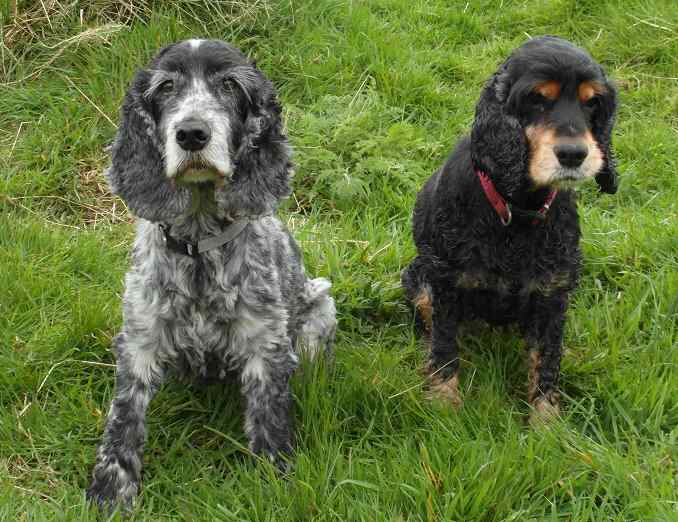 18 English Dog Breeds - HubPages