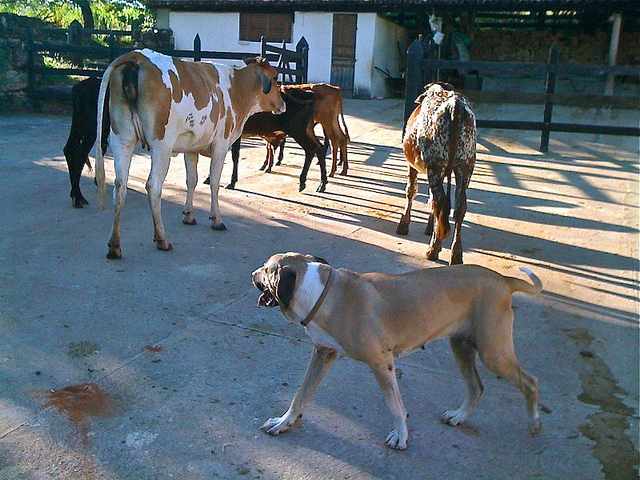 The 5 Best Livestock Guard Dogs for Sheep, Goats, and Other Herds ...